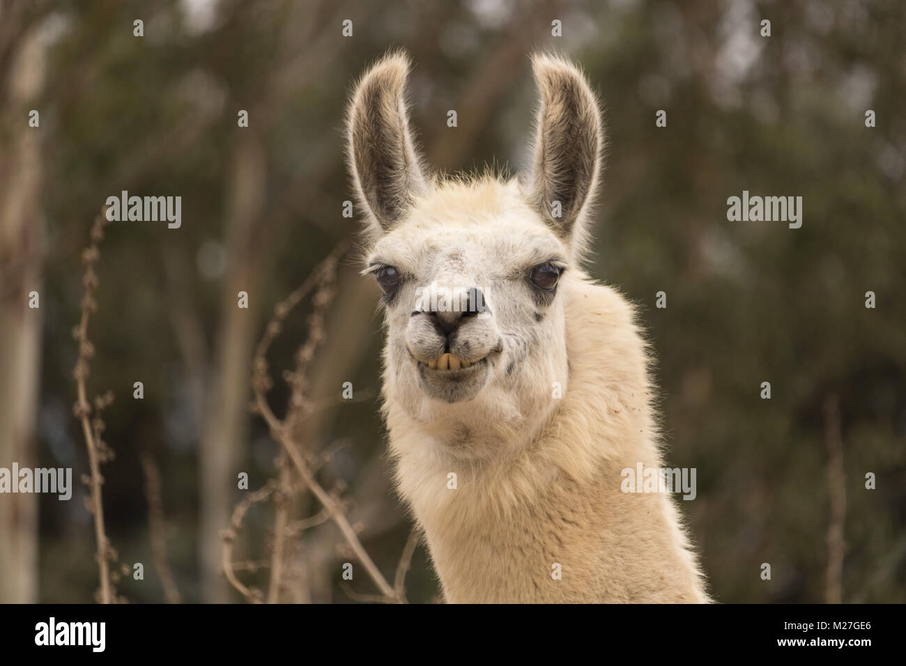 Humorous llama showing teeth, aggressive alpaca, angry evil smile with ...