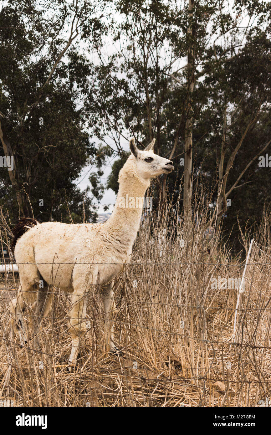Alert white llama alpaca with ears up in profile view, soft shaggy wool ...