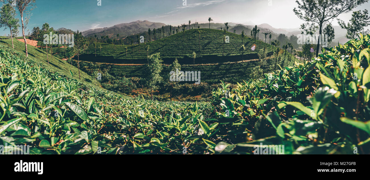 Teeplantage Fairtrade anbau, Bio Gesund aus der Natur Tee Stock Photo ...