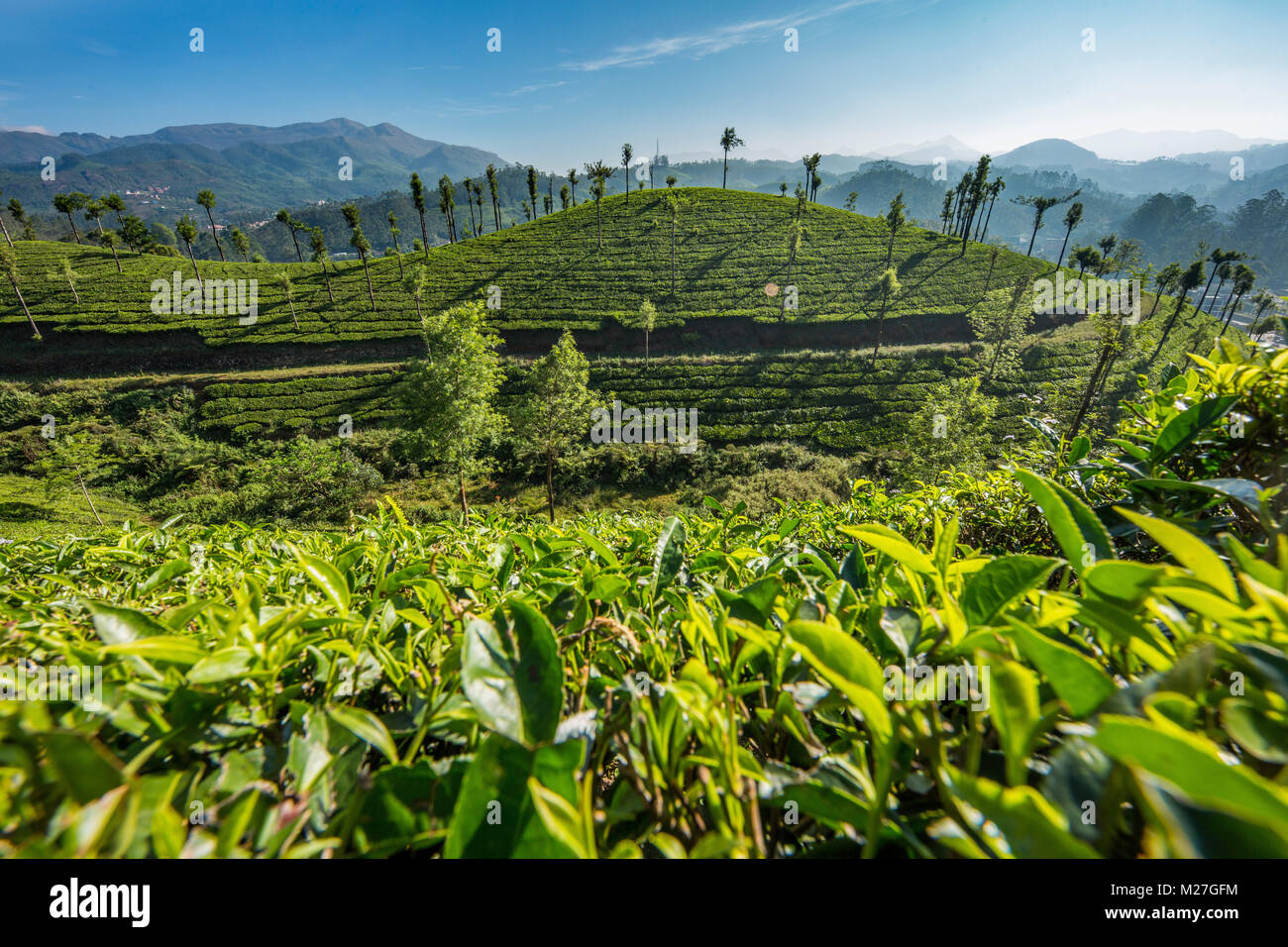 Teeplantage Fairtrade anbau, Bio Gesund aus der Natur Tee Stock Photo ...
