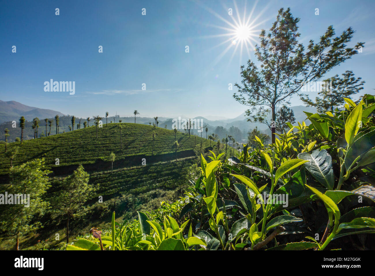 Teeplantage Fairtrade anbau, Bio Gesund aus der Natur Tee Stock Photo ...
