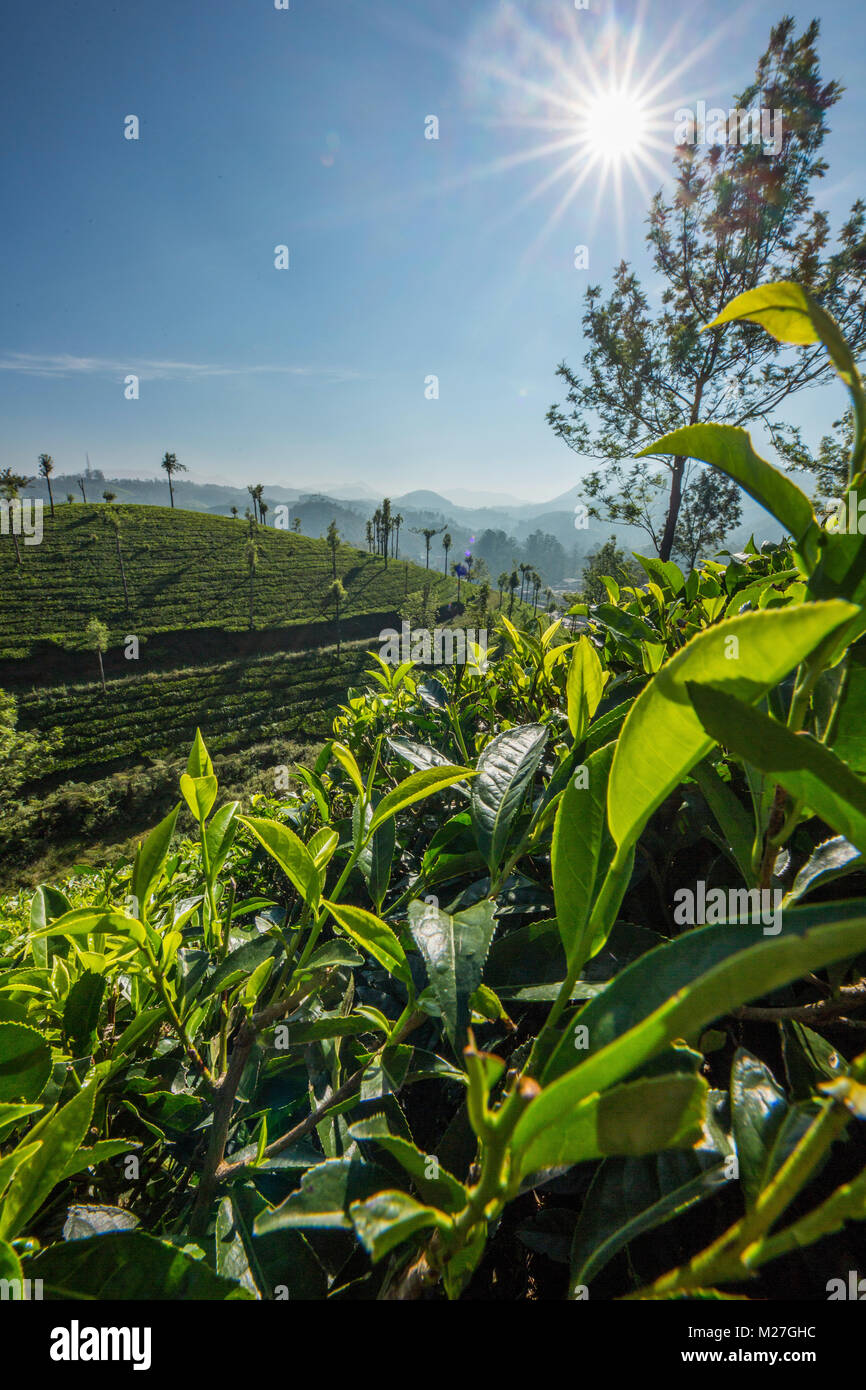 Teeplantage Fairtrade anbau, Bio Gesund aus der Natur Tee Stock Photo ...