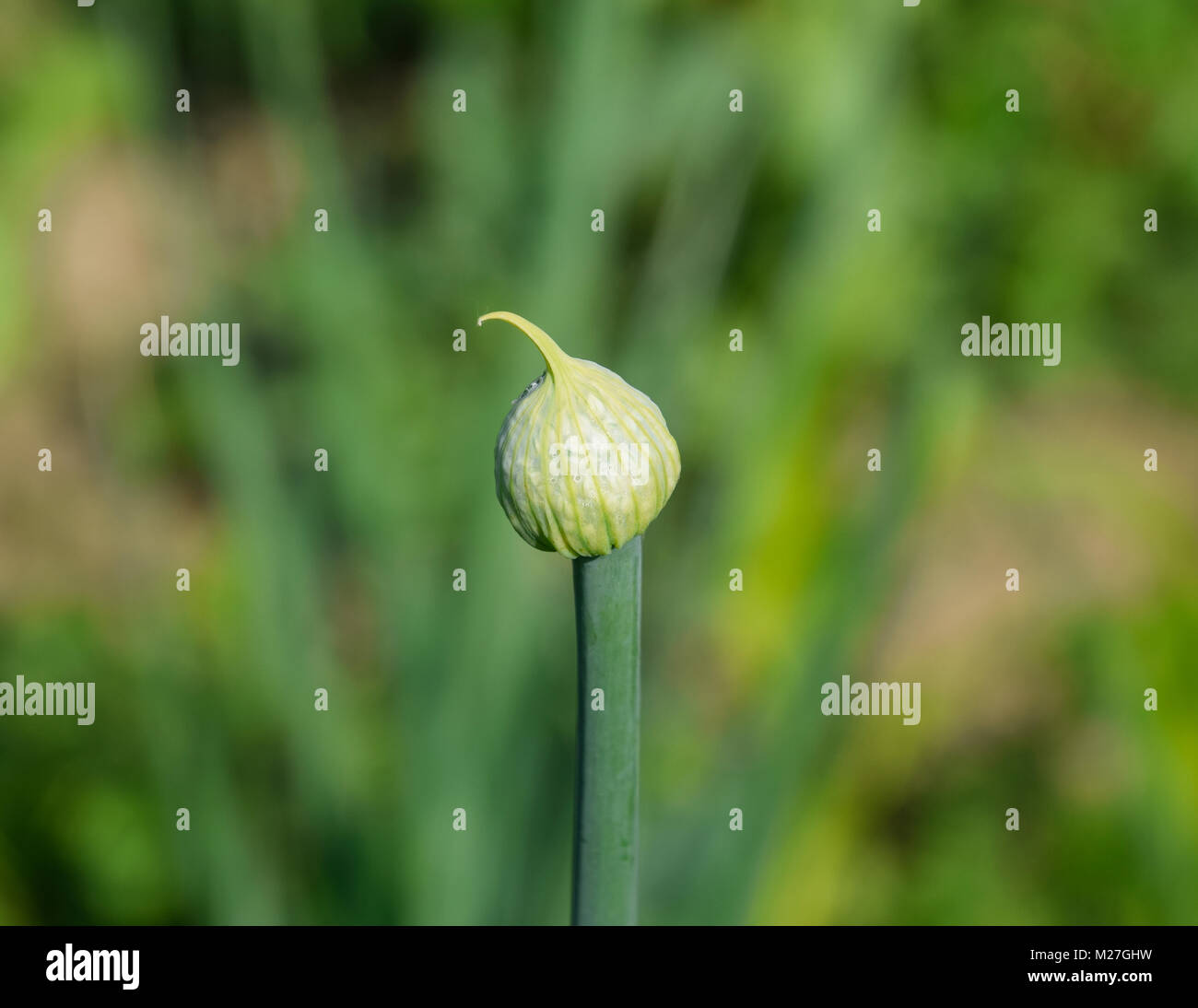Flowering onions in the garden. Bud of onion Stock Photo - Alamy