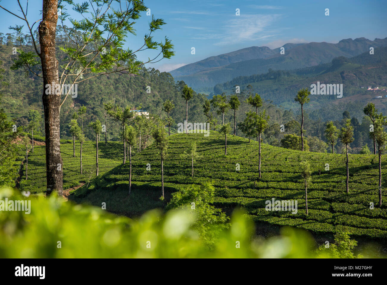 Teeplantage Fairtrade anbau, Bio Gesund aus der Natur Tee Stock Photo ...