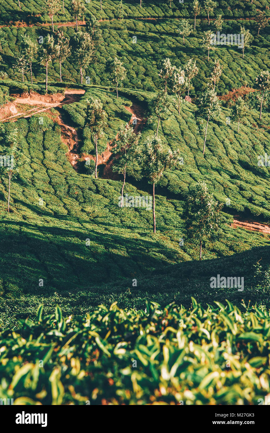 Teeplantage Fairtrade anbau, Bio Gesund aus der Natur Tee Stock Photo ...