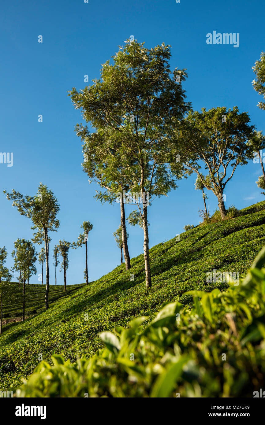 Teeplantage Fairtrade anbau, Bio Gesund aus der Natur Tee Stock Photo ...