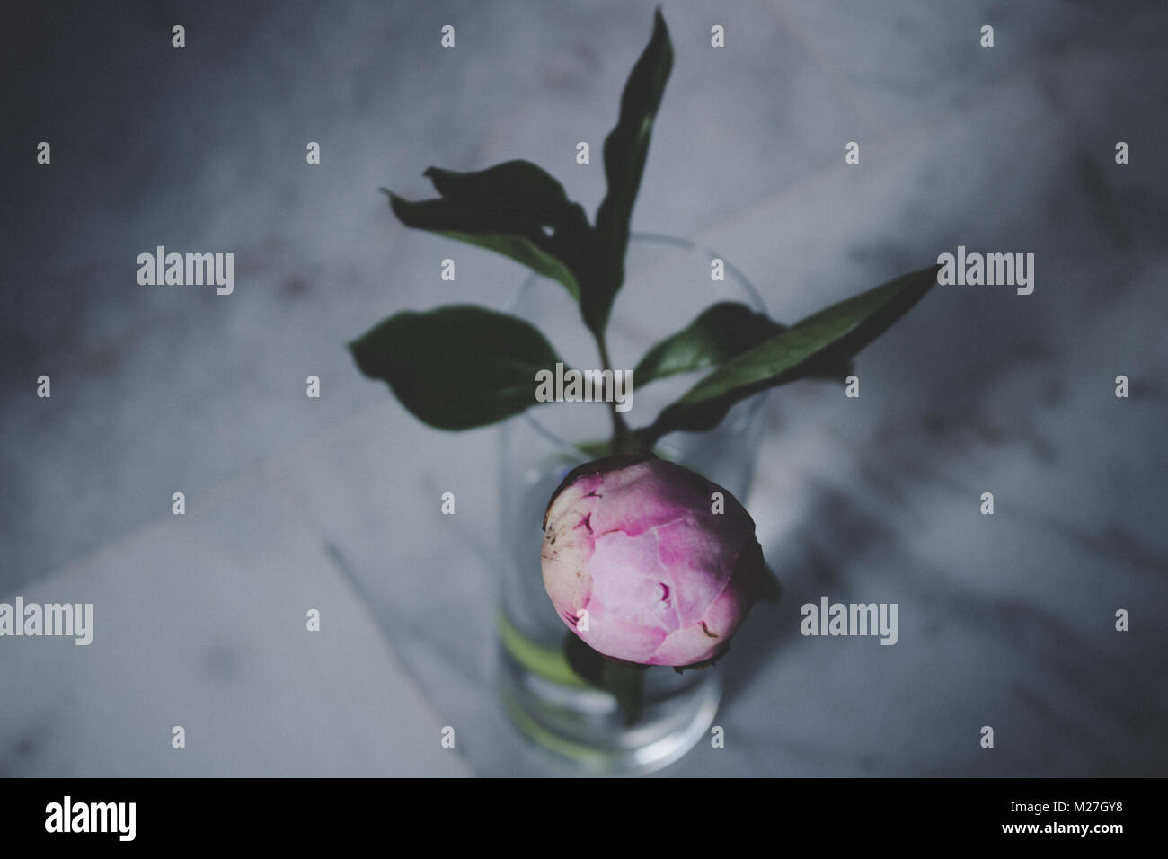 Peony. Pink peony. Closed spring flower on white background Stock Photo ...