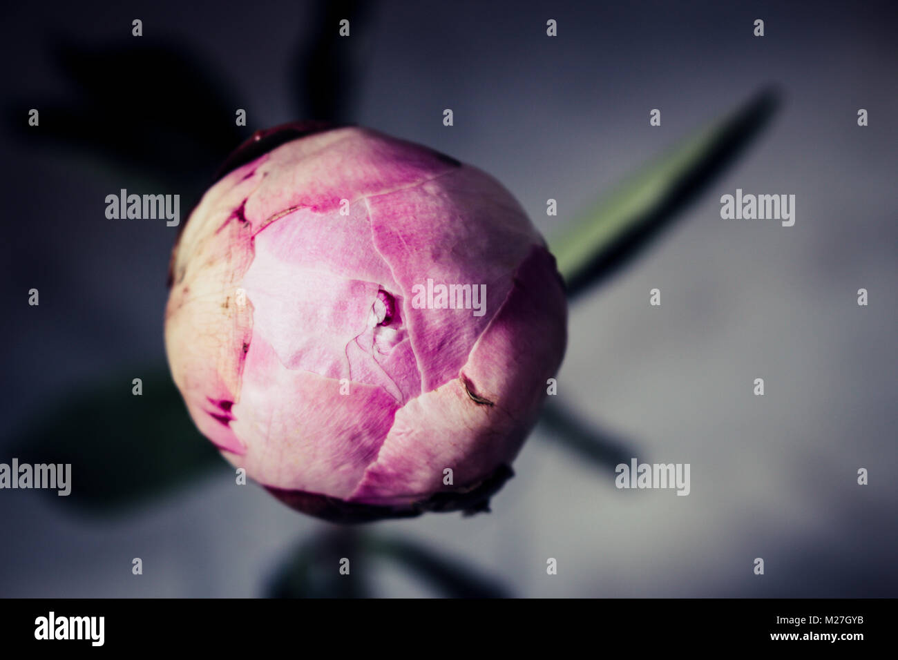 Peony. Pink peony. Closed spring flower on white background Stock Photo ...