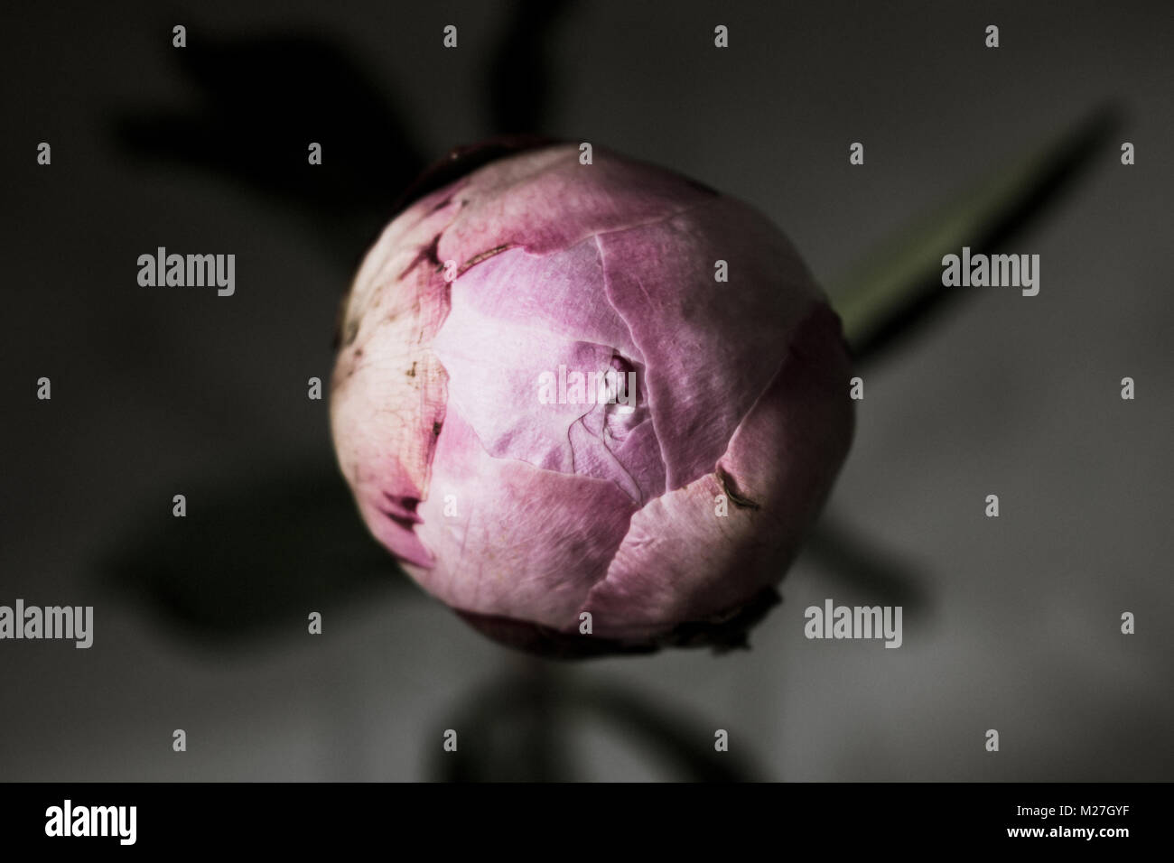 Peony. Pink peony. Closed spring flower on white background Stock Photo ...