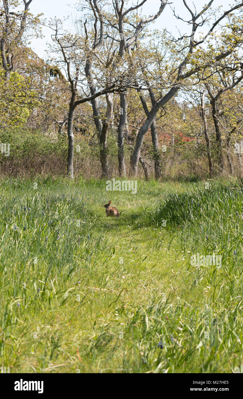Eastern cottontail rabbit, Sylvilagus floridanus in spring Stock Photo ...
