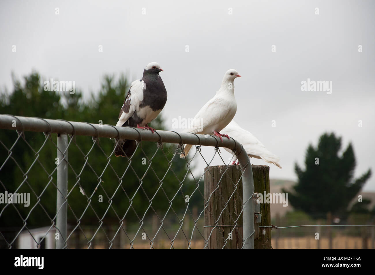 Pigeons Perched On A Gate Stock Photo - Alamy