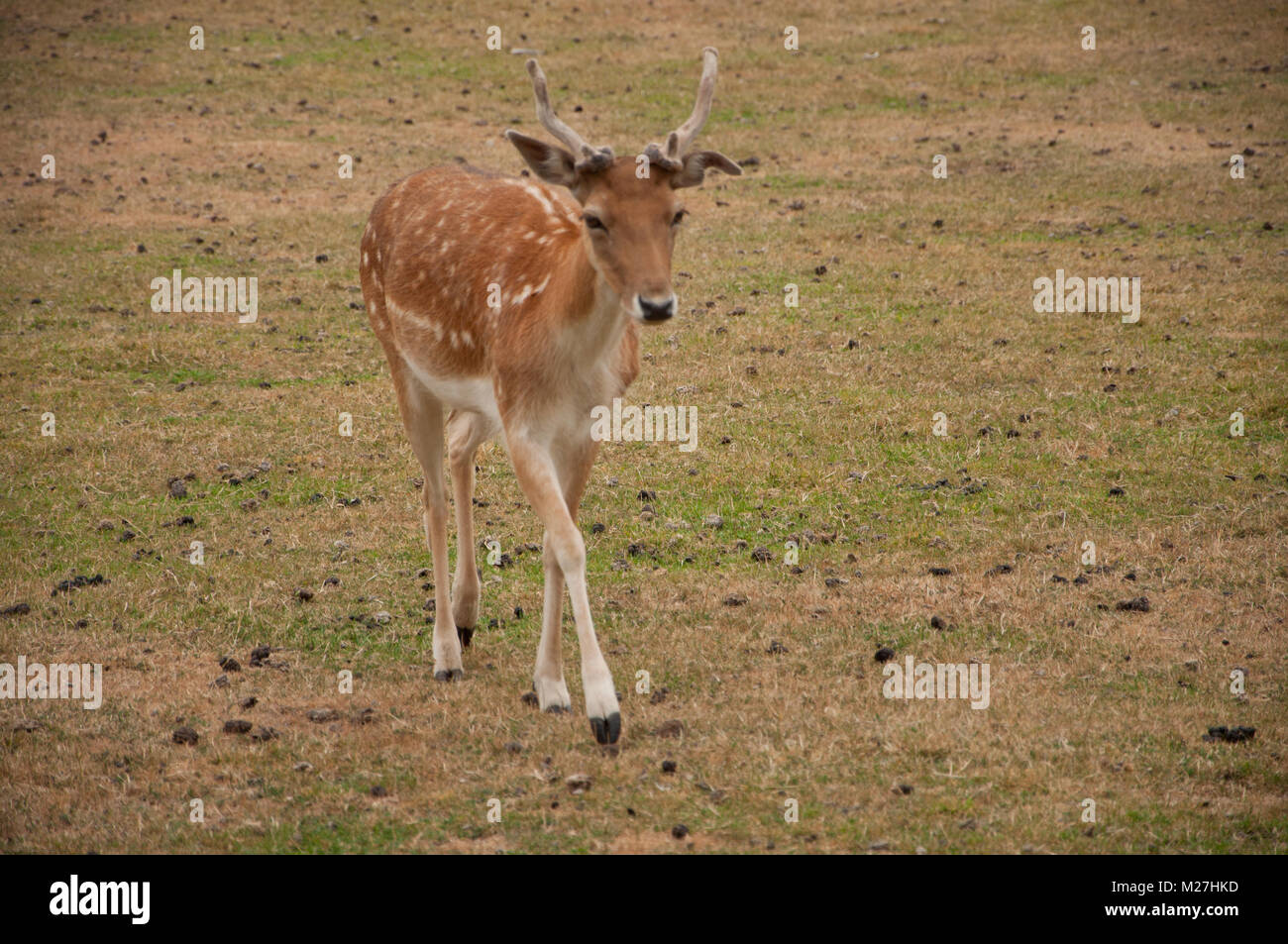 Young Deer On A Farm Stock Photo - Alamy
