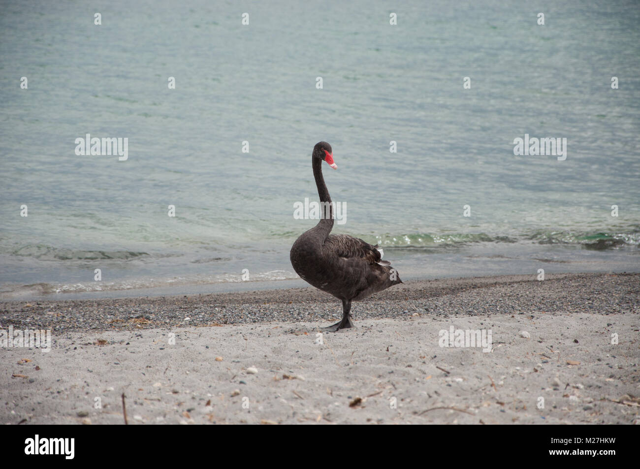Swan On The Beach Stock Photo - Alamy