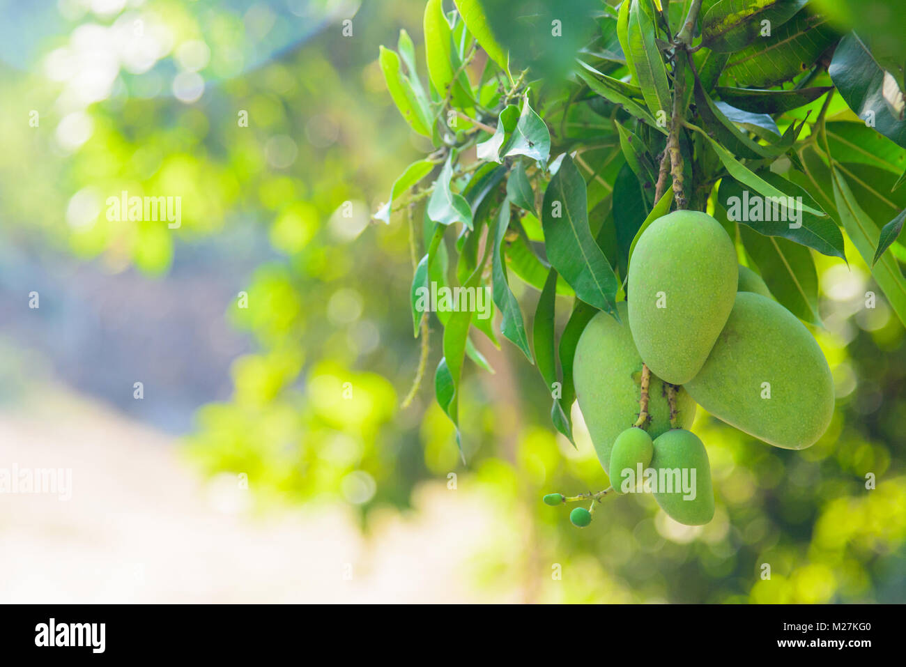Closeup of green mango hanging,mango field,mango farm. Agricultural ...