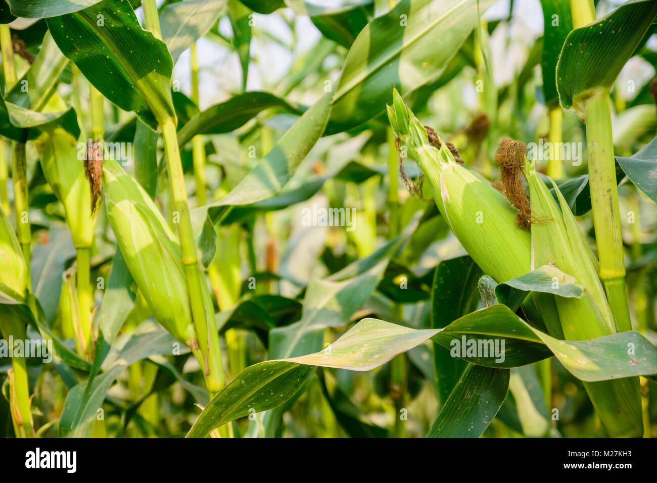 Closeup of ear of corn ready for harvest ,corn field,corn farm ...