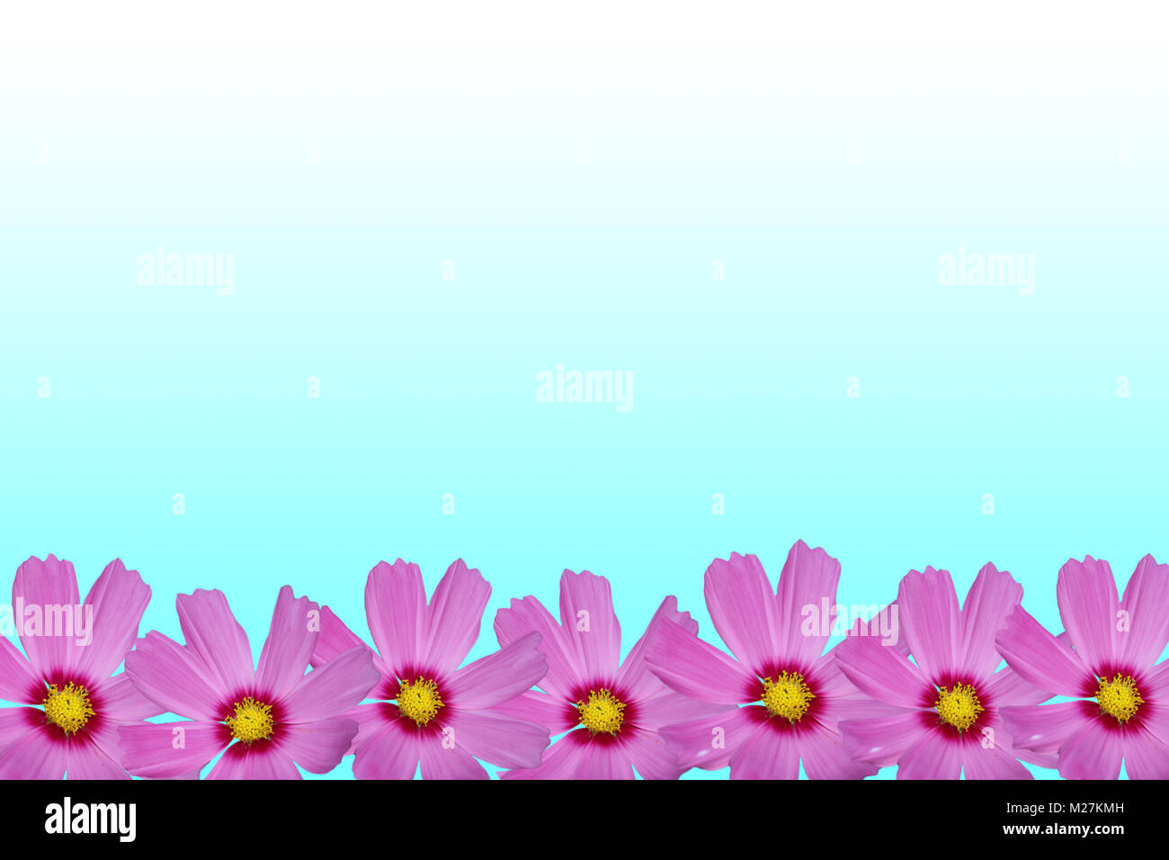 Pink cosmos flower frame on cyan background Stock Photo - Alamy