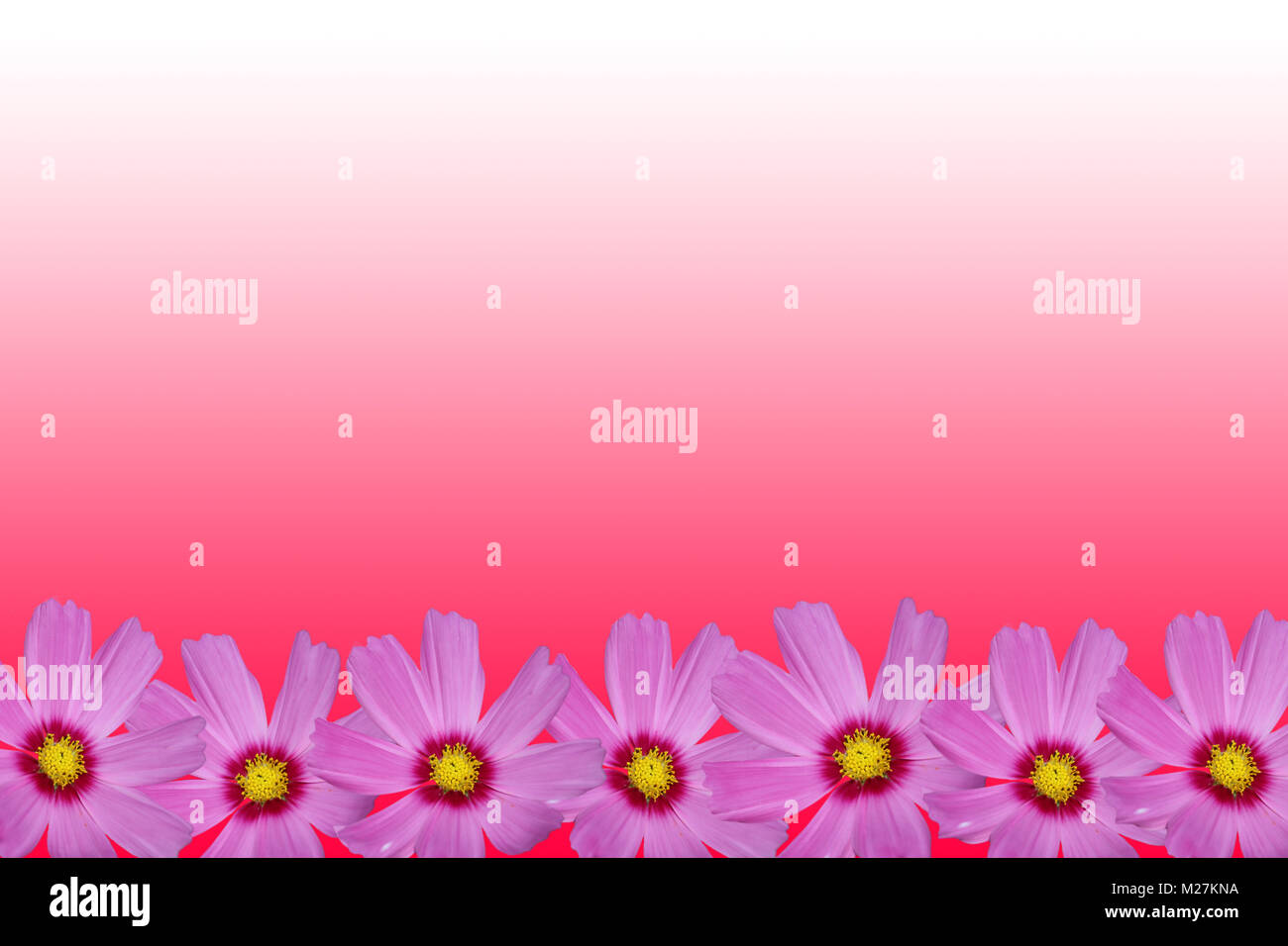 Pink cosmos flower frame on pink background Stock Photo - Alamy