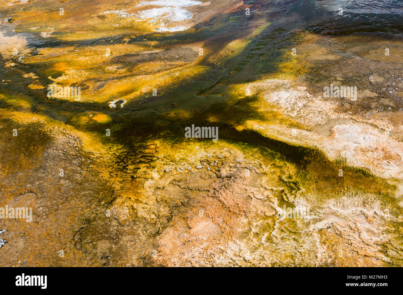 Algae mats growing in warm water from hot springs make interesting ...