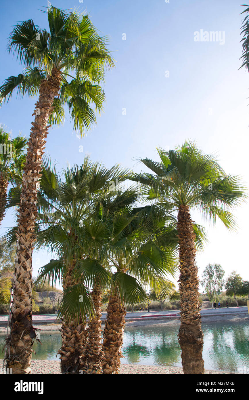 The sun rises over palm trees in Lake Havasu, Arizona Stock Photo - Alamy