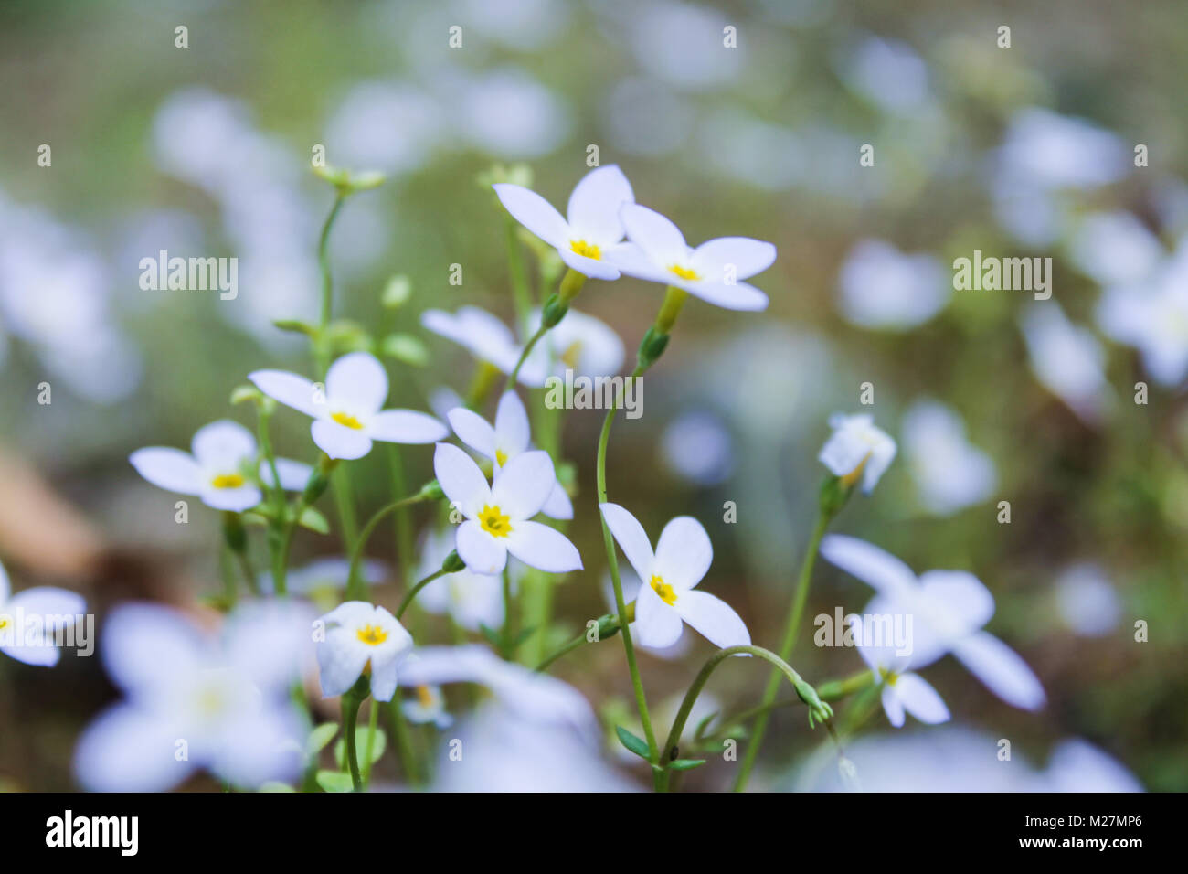 Plant blue flowers hi-res stock photography and images - Alamy