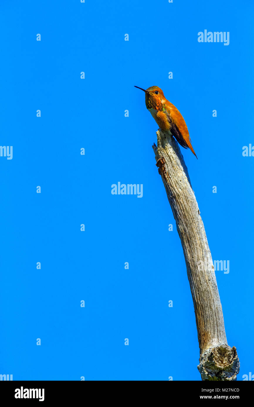 West coast hummingbird hi-res stock photography and images - Alamy