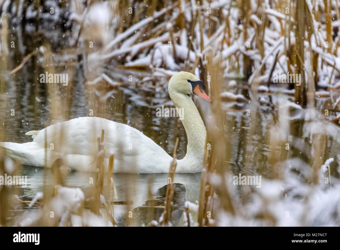 Swan in snowfall on Vancouver Island Stock Photo - Alamy