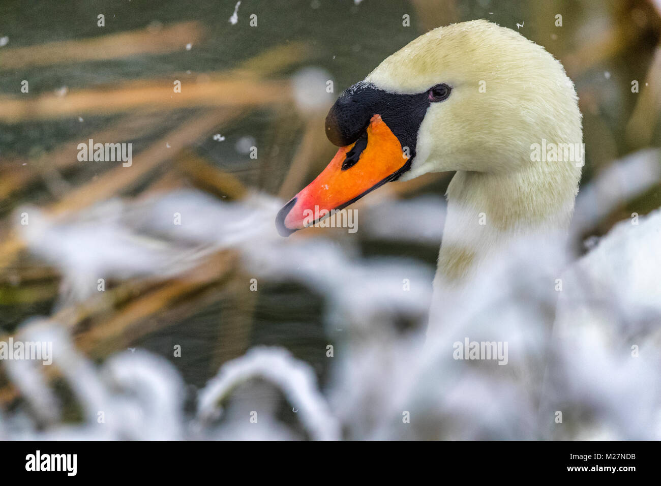 Vancouver island swan hi-res stock photography and images - Alamy