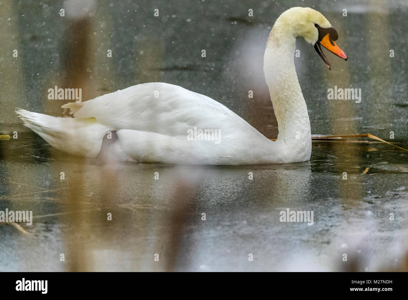 Vancouver Island Waterfowl High Resolution Stock Photography and Images ...
