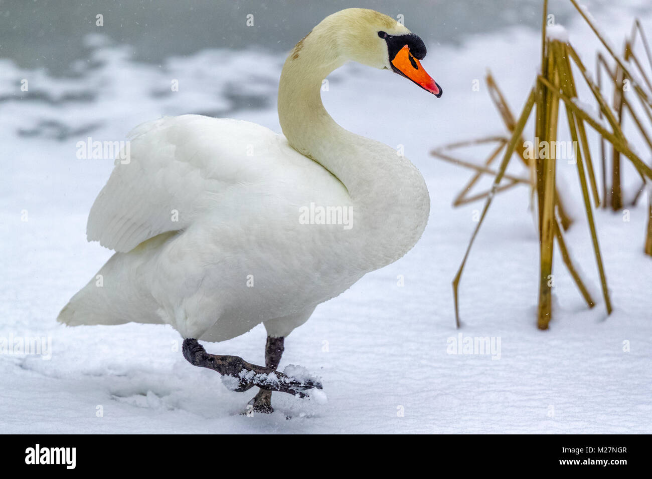 Swan in snowfall on Vancouver Island Stock Photo - Alamy
