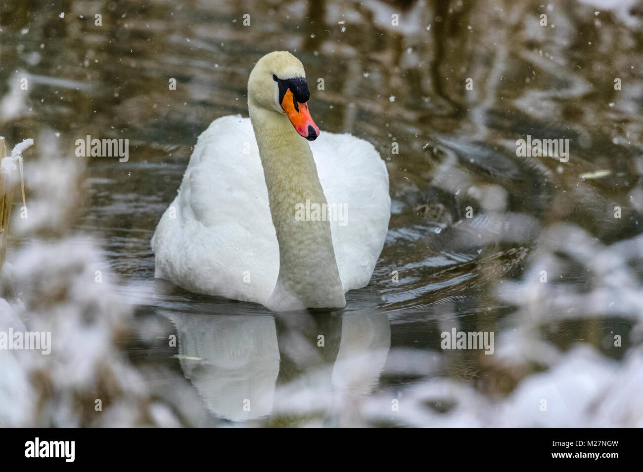 Swan in snowfall on Vancouver Island Stock Photo - Alamy