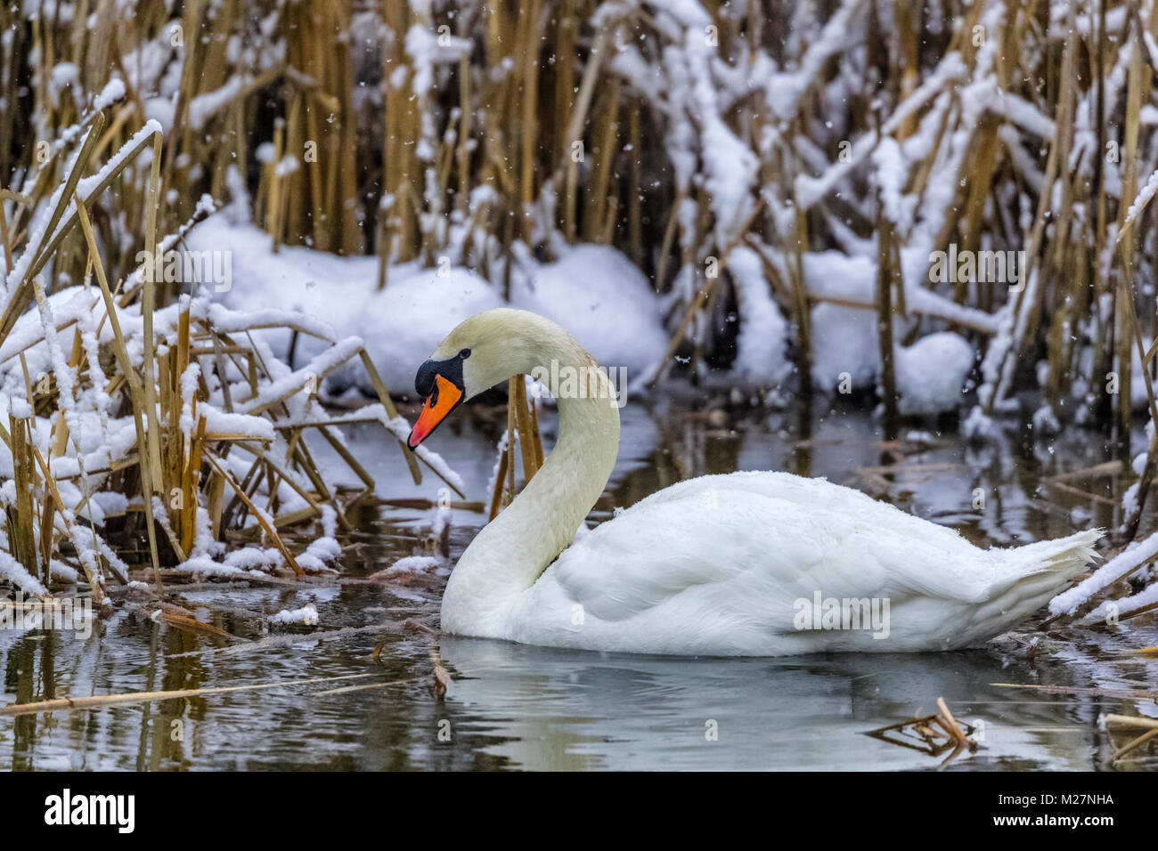 Swan in snowfall on Vancouver Island Stock Photo - Alamy
