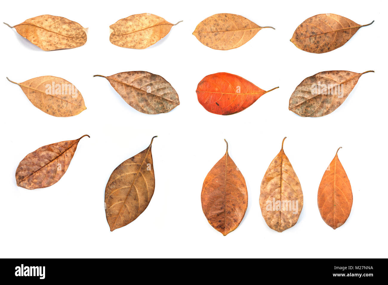 Close up dead leaf isolated on white background Stock Photo - Alamy