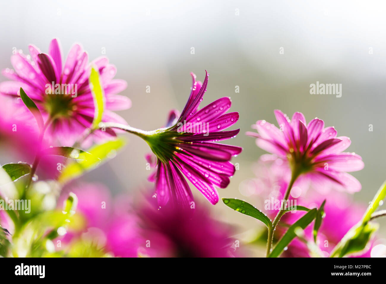 Amazing colorful flower Stock Photo - Alamy