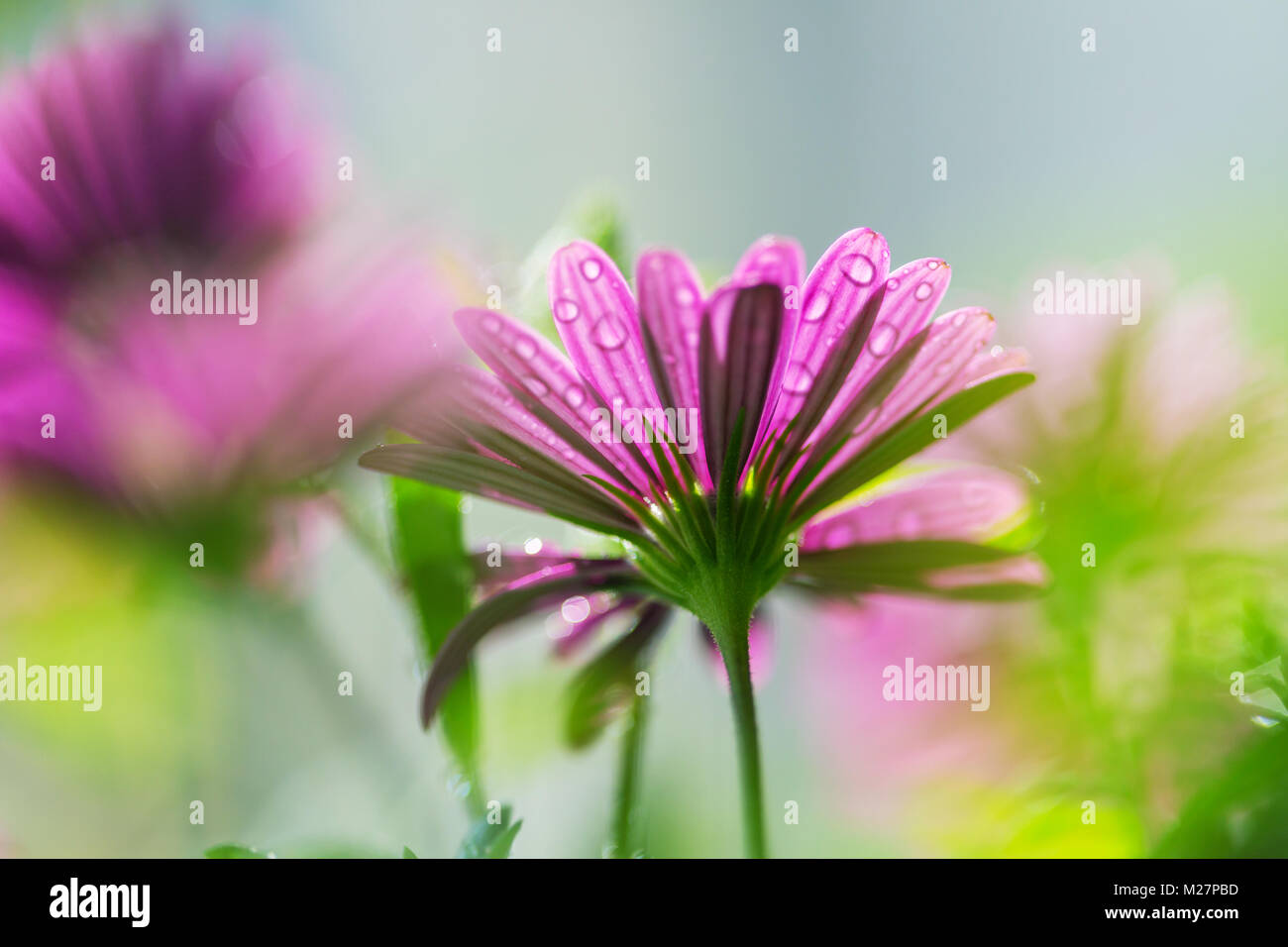 Amazing colorful flower Stock Photo - Alamy