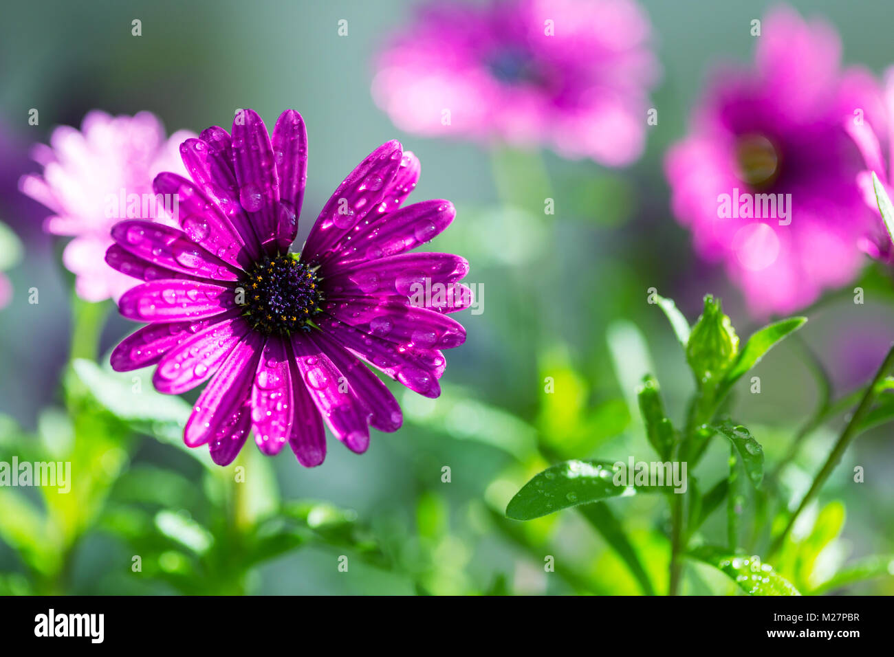 Amazing colorful flower Stock Photo - Alamy
