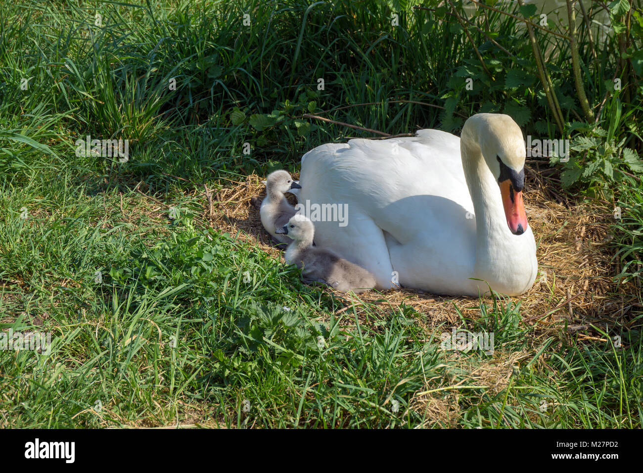 Breeding swan with hatched chicks at riverside, Moselle river, Neumagen ...