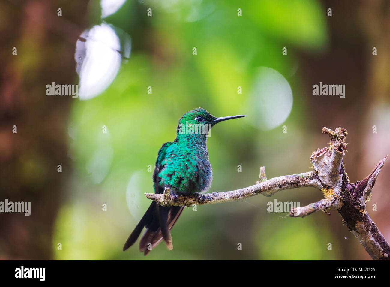 Colorful Hummingbird in Costa Rica, Central America Stock Photo - Alamy