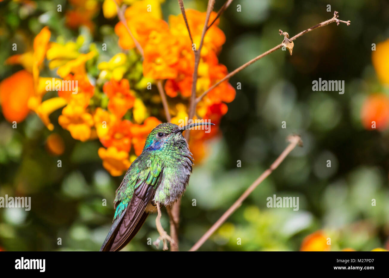 Colorful Hummingbird in Costa Rica, Central America Stock Photo - Alamy