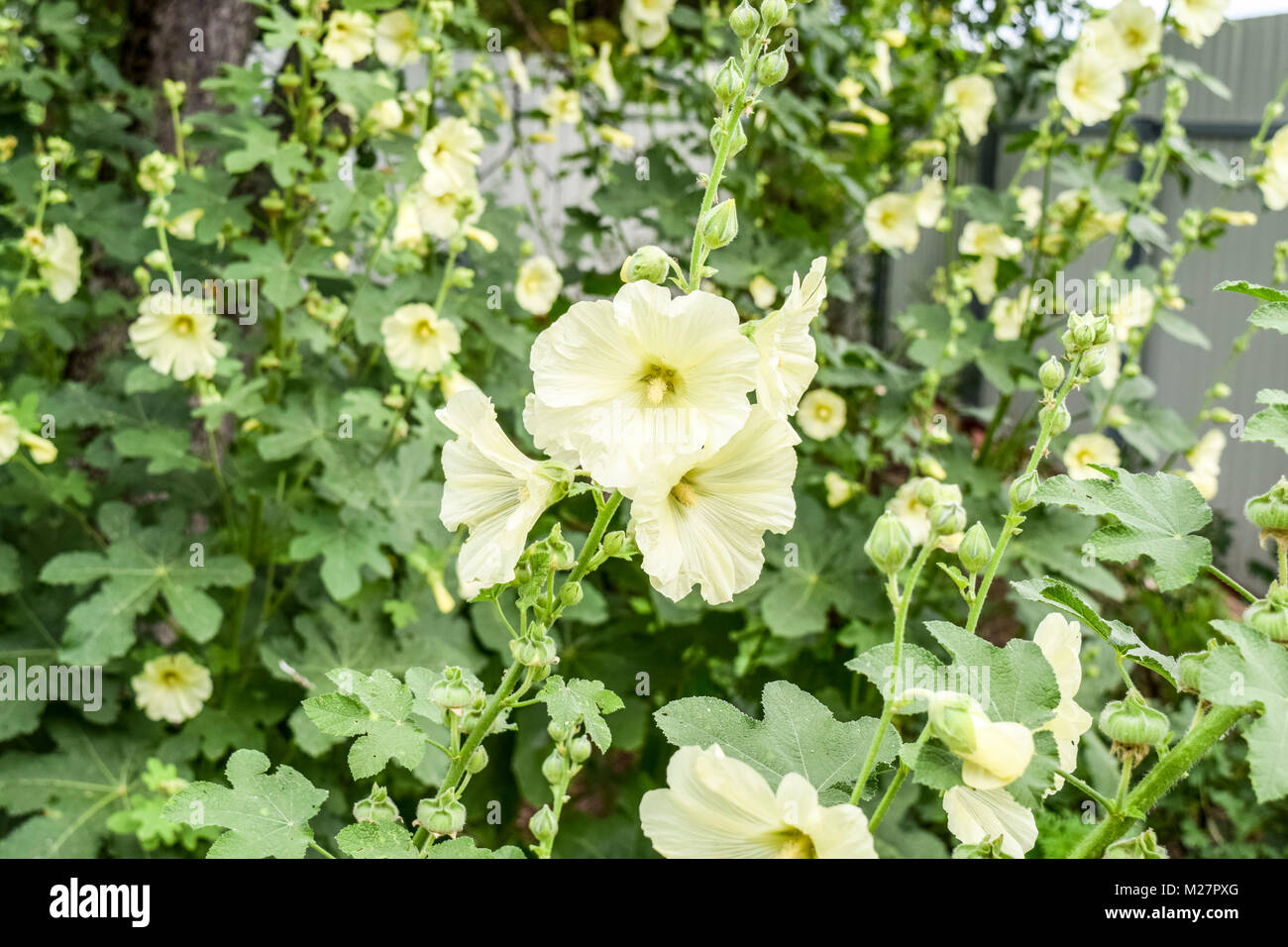 White yellow mallow malva hi-res stock photography and images - Alamy