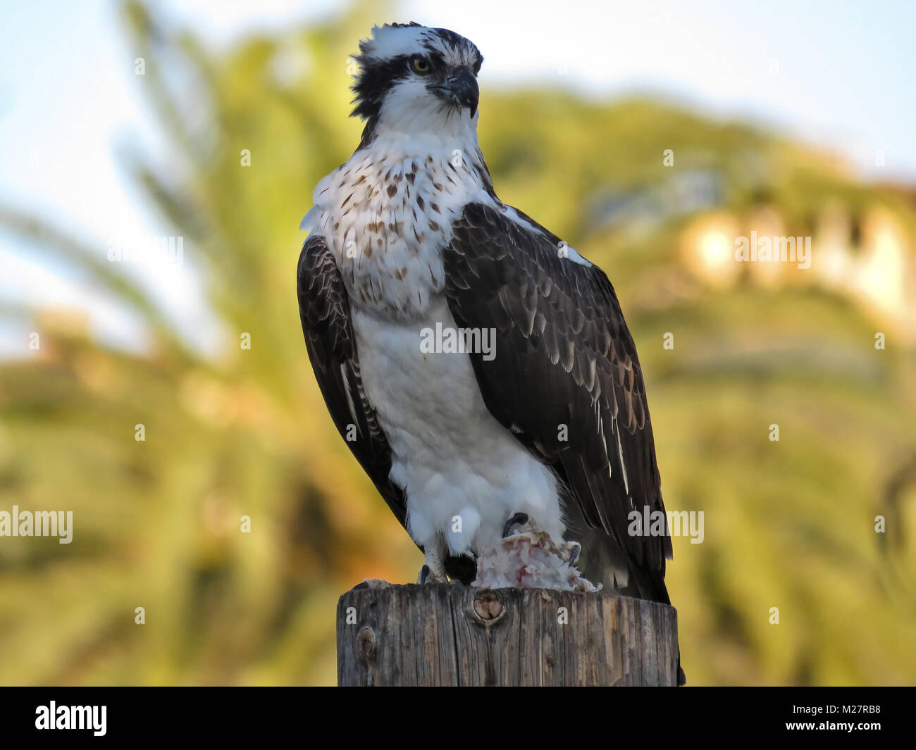 Large raptor hi-res stock photography and images - Alamy