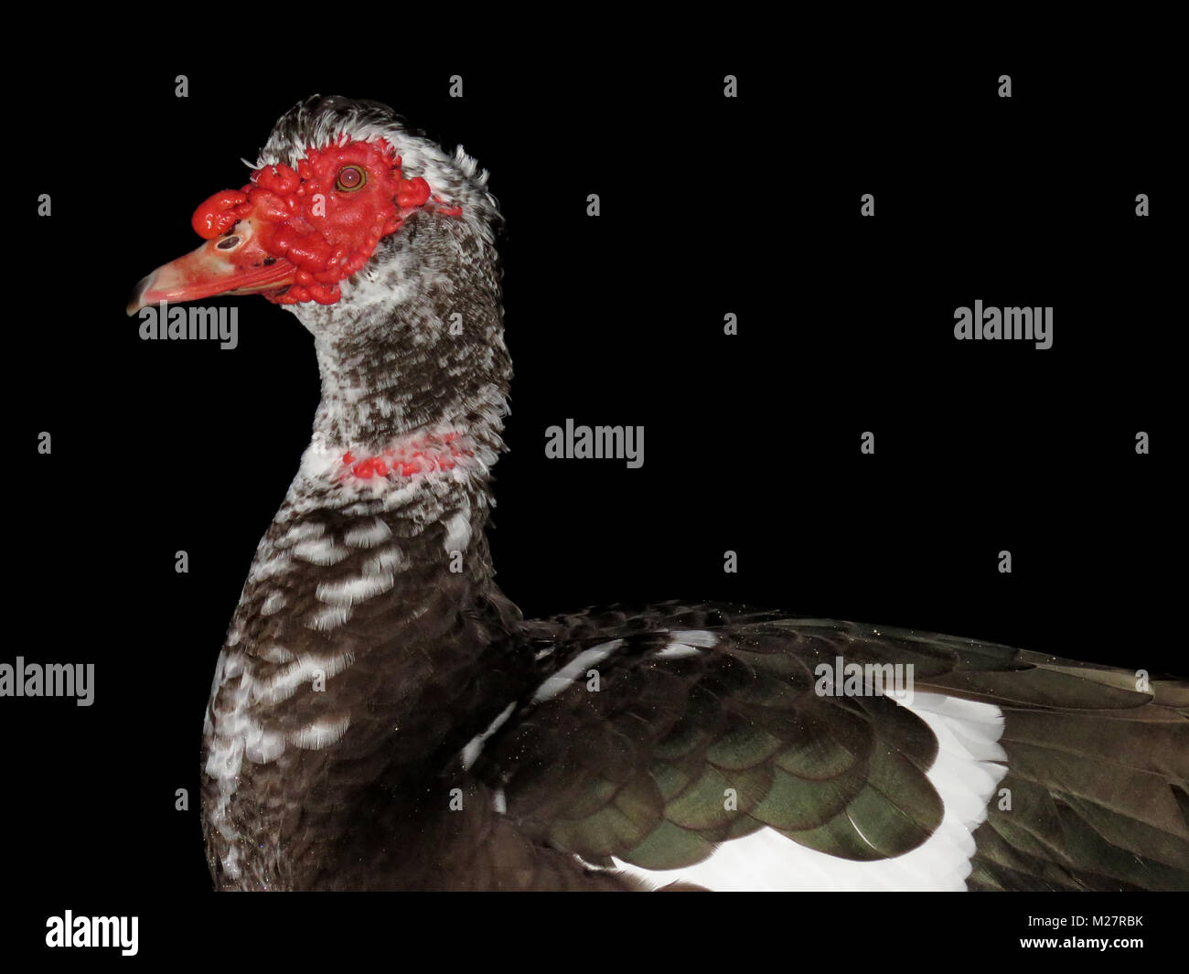 Wild (feral) male Muscovy duck (Cairina moschata) on Hawaii’s Big ...