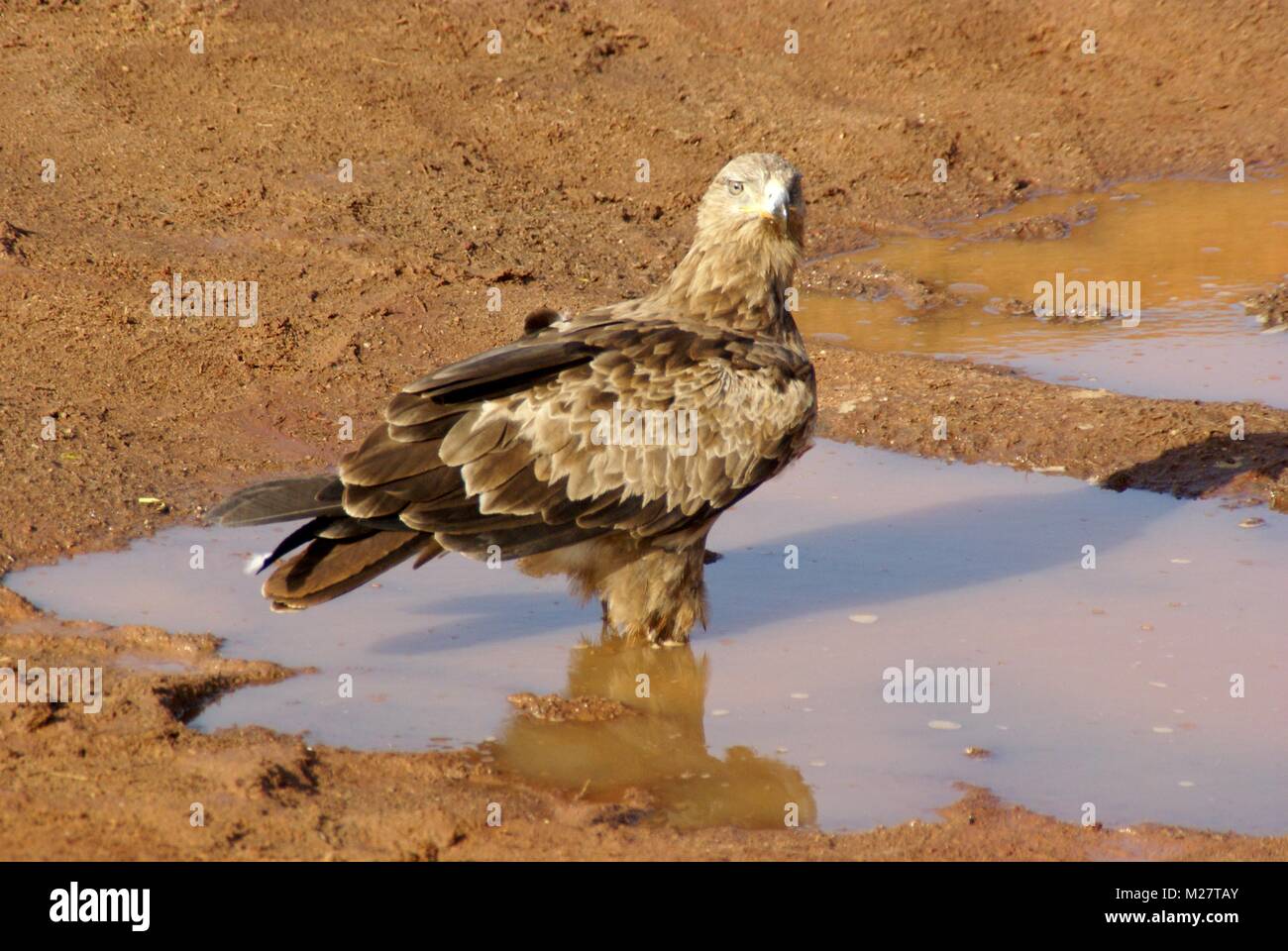 Shadow hawk hi-res stock photography and images - Alamy