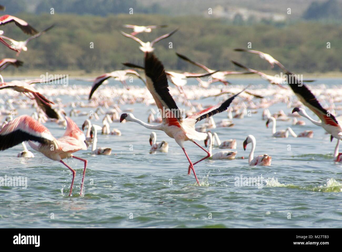 Exotic african bird birds hi-res stock photography and images - Alamy