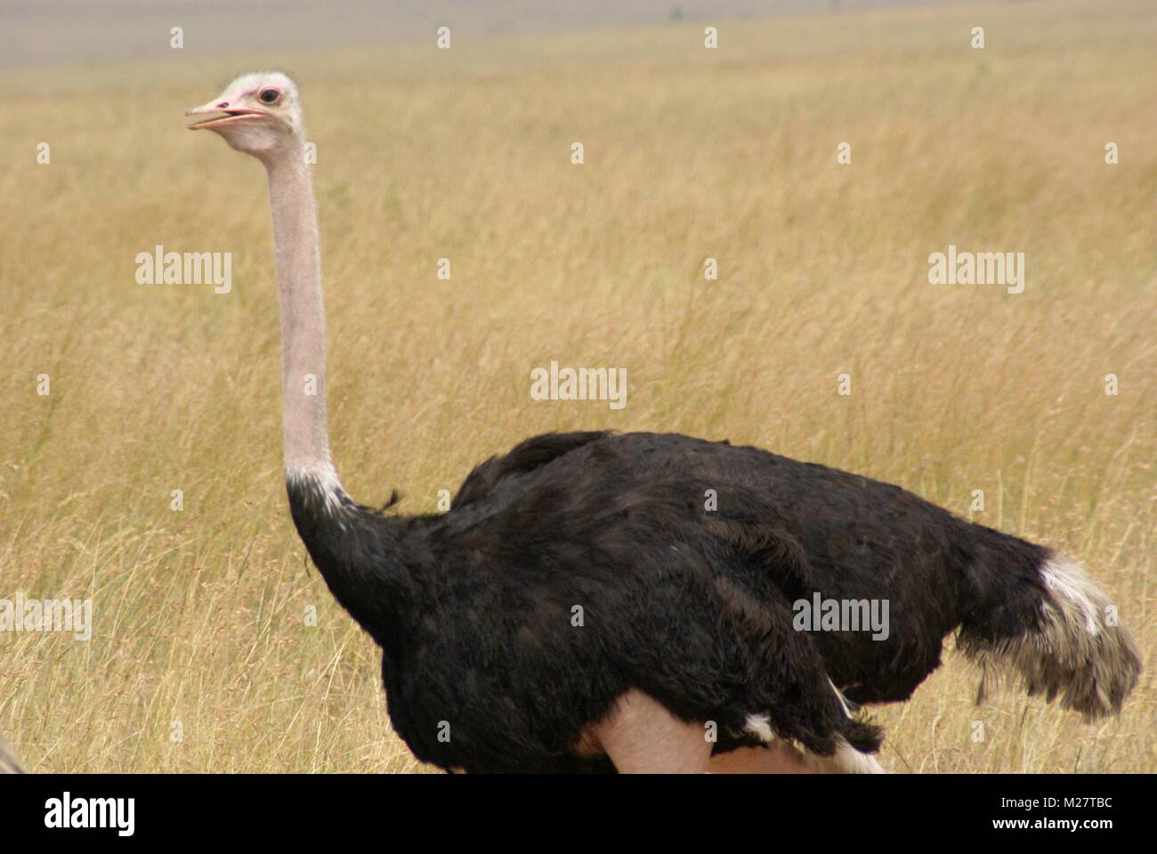 South african ostrich running hi-res stock photography and images - Alamy