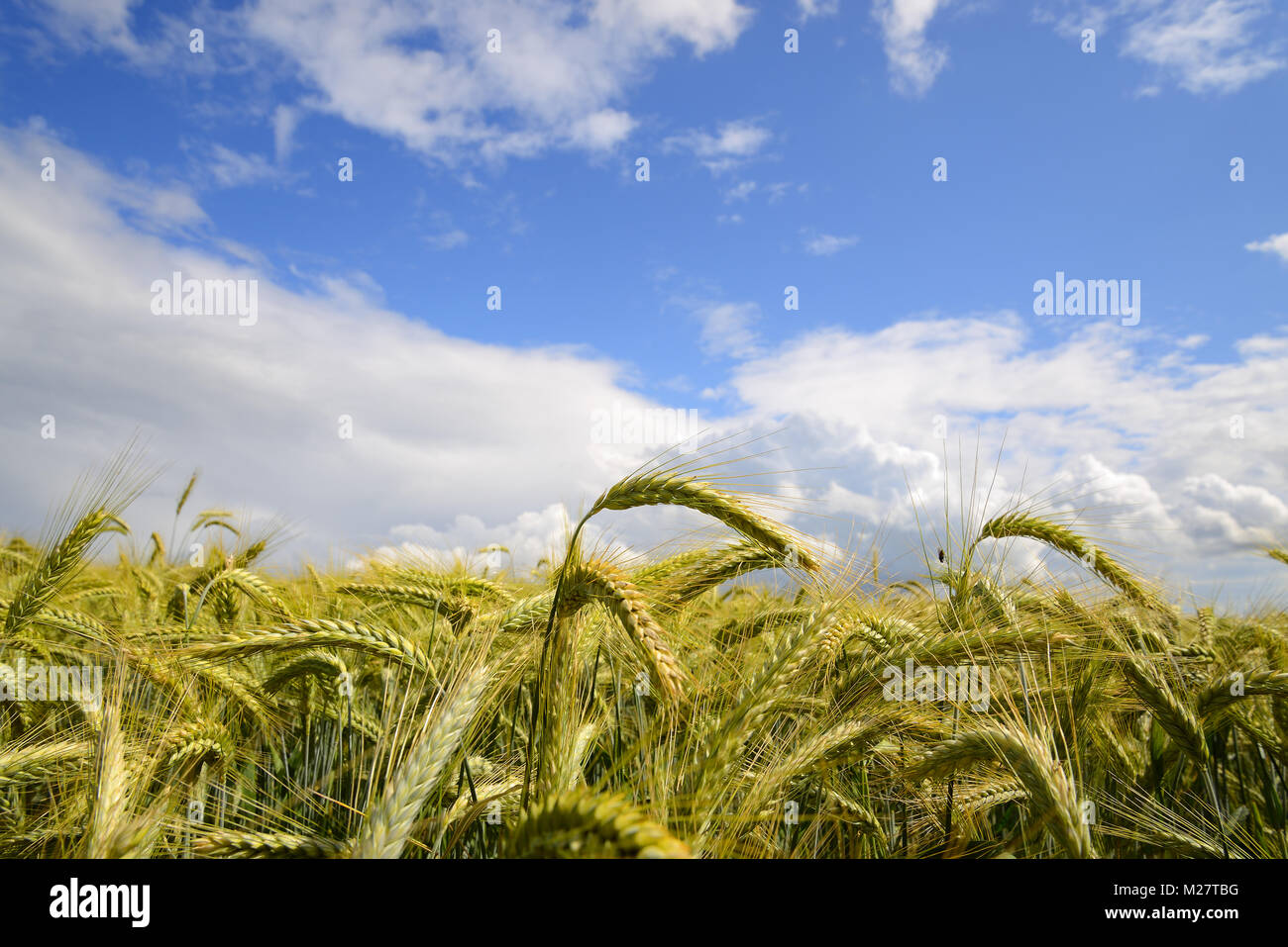 Gerstenfeld und Landschaft in Brandenburg nahe Neuruppin: DEUTSCHLAND ...