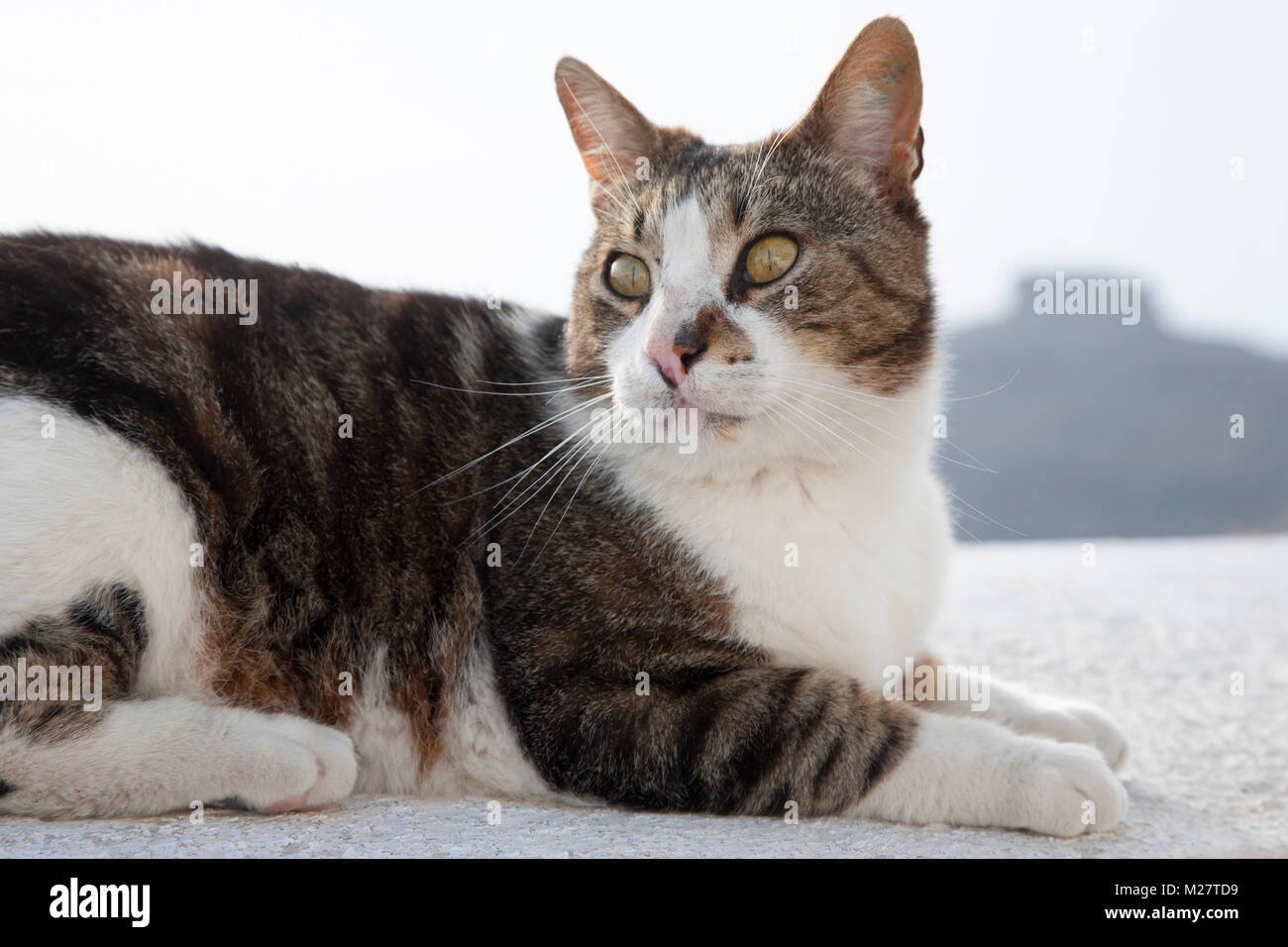 Aegean cat lying on wall in the Greek islands Stock Photo - Alamy