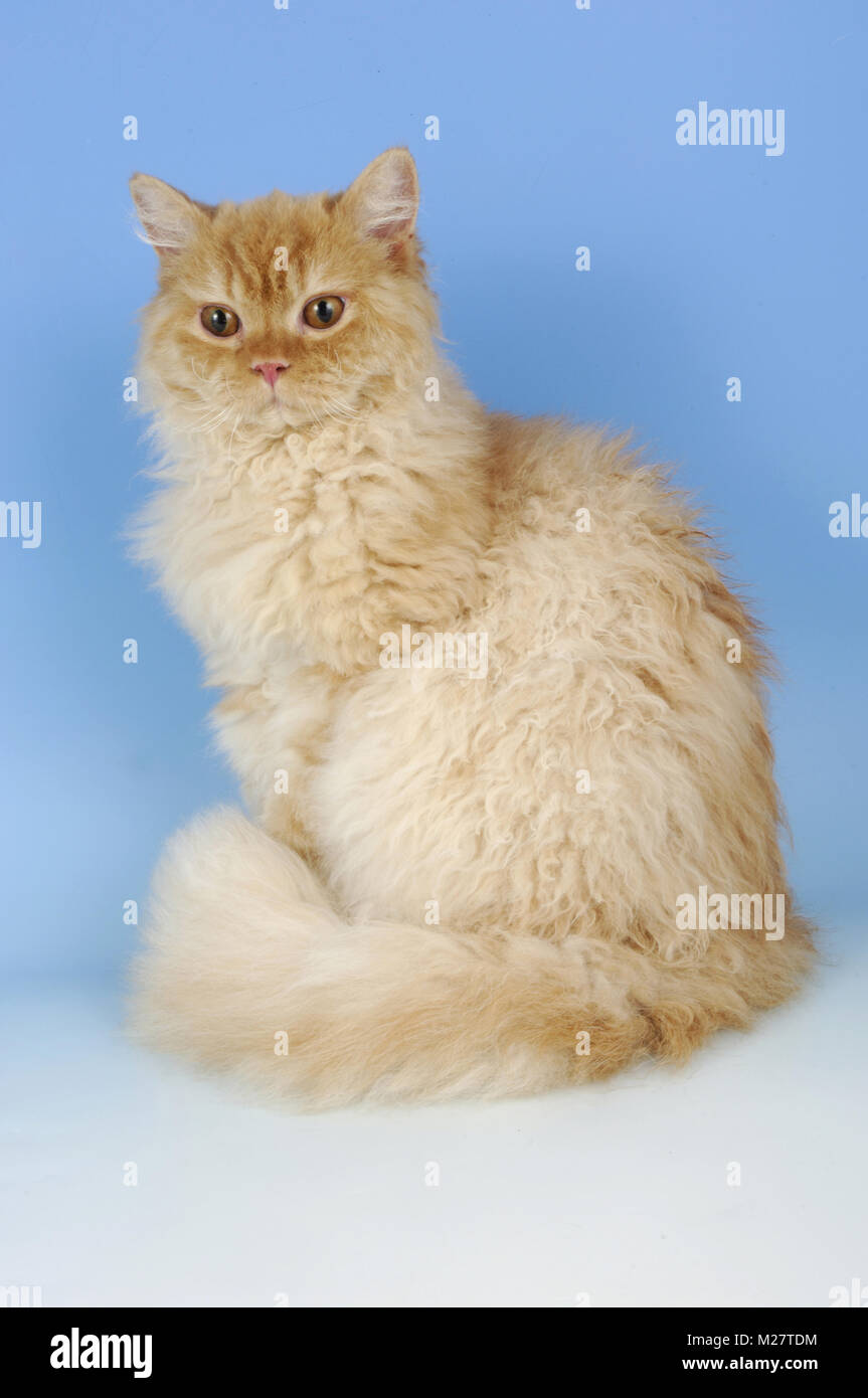 red smoke longhair selkirk rex looking down Stock Photo - Alamy