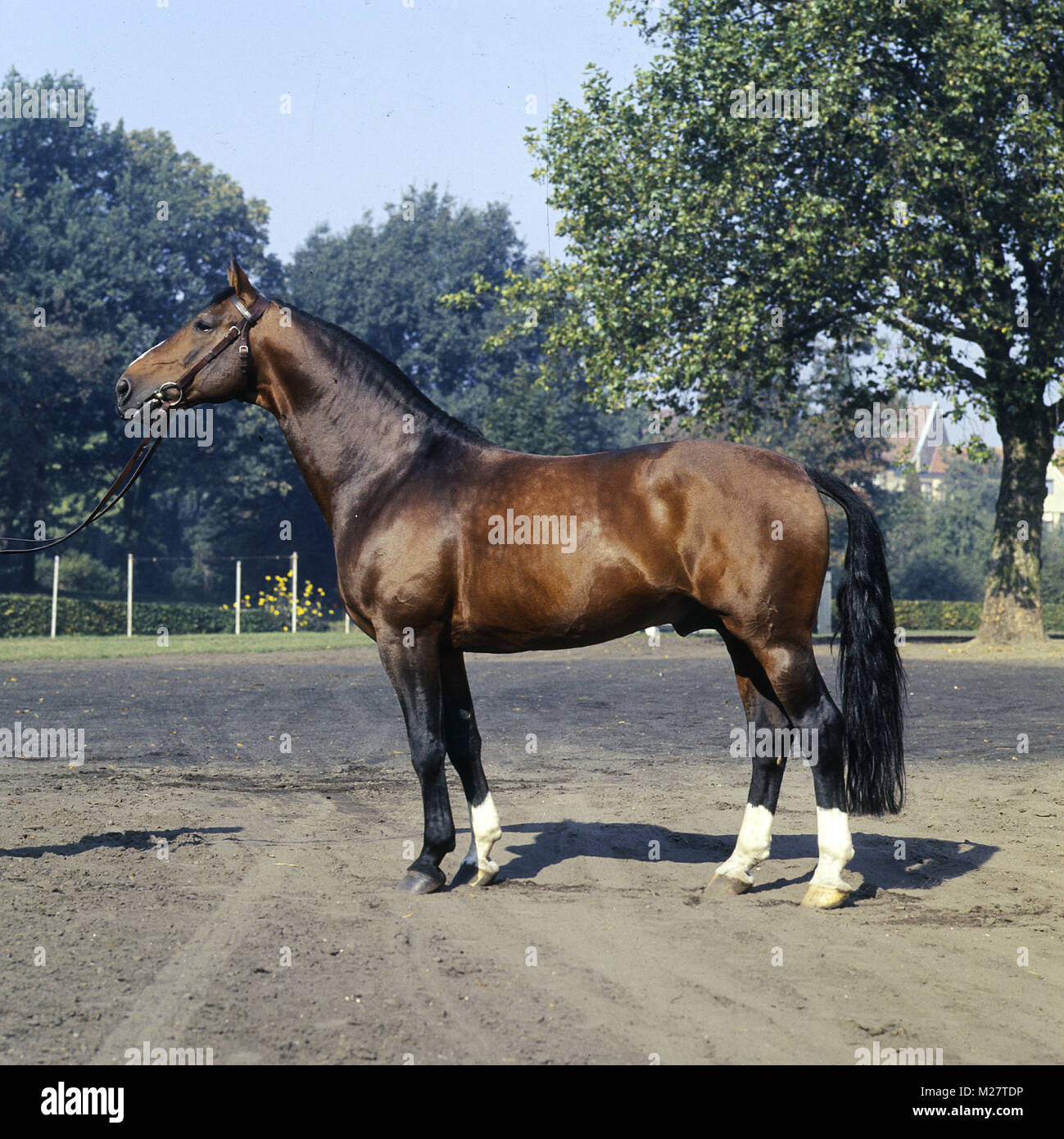 Hanoverian horse standing hi-res stock photography and images - Alamy