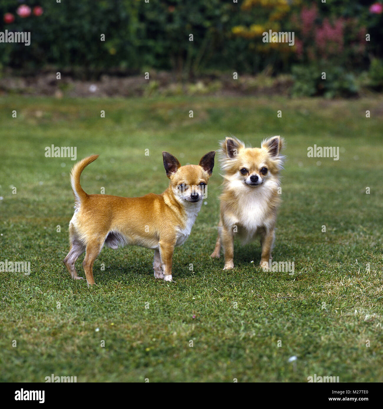 two champion chihuahuas standing on grass Stock Photo - Alamy