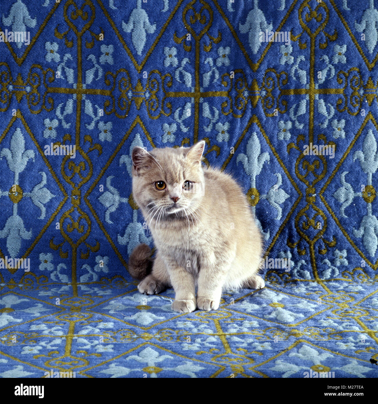 Cream british shorthair cat Stock Photo - Alamy